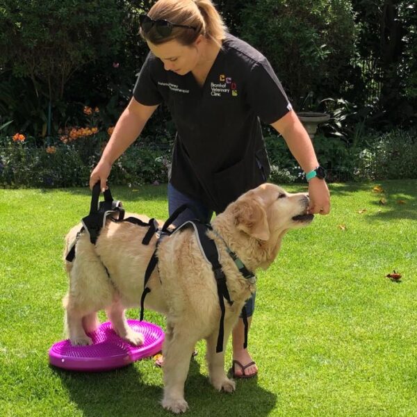 Holistic Pet Full Body Harness – The Balanced Pet